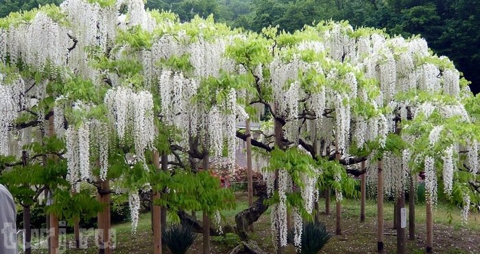 Glicina blanca – Vivero Los Cerezos
